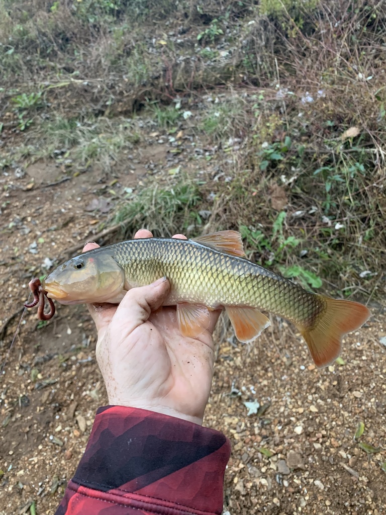 Redtail Chub from Billy Dunlop Park, Clarksville, TN, US on November 01 ...