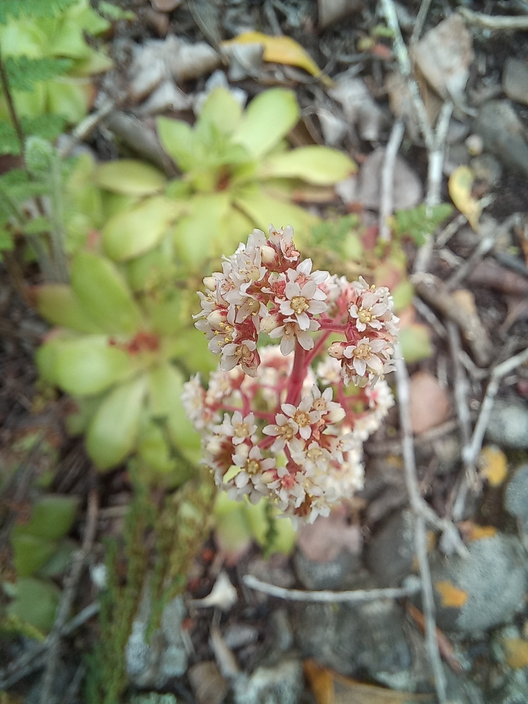 Rock Stonecrop from Mossel Bay Local Municipality, South Africa on ...