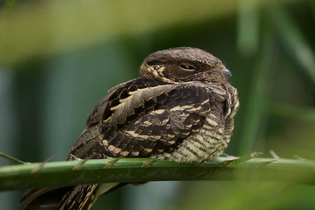 Large-tailed Nightjar from TPC Kuala Lumpur, Kuala Lumpur, KL, MY on ...