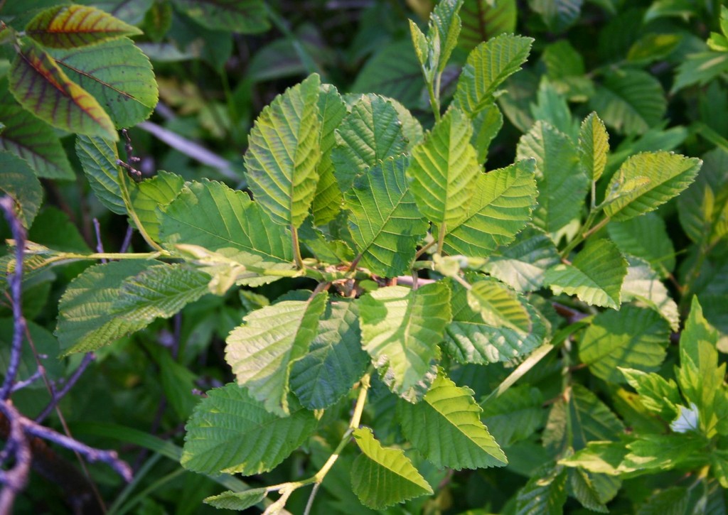 Japanese Alder from Lasowski rajon, Region Primorje, Russland on June ...