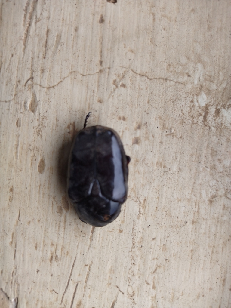 Scarabs from WV54+5XV, Narok, Kenya on November 02, 2021 at 02:40 PM by ...