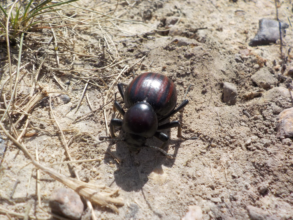 Toktokkies from Overberg District Municipality, South Africa on October ...