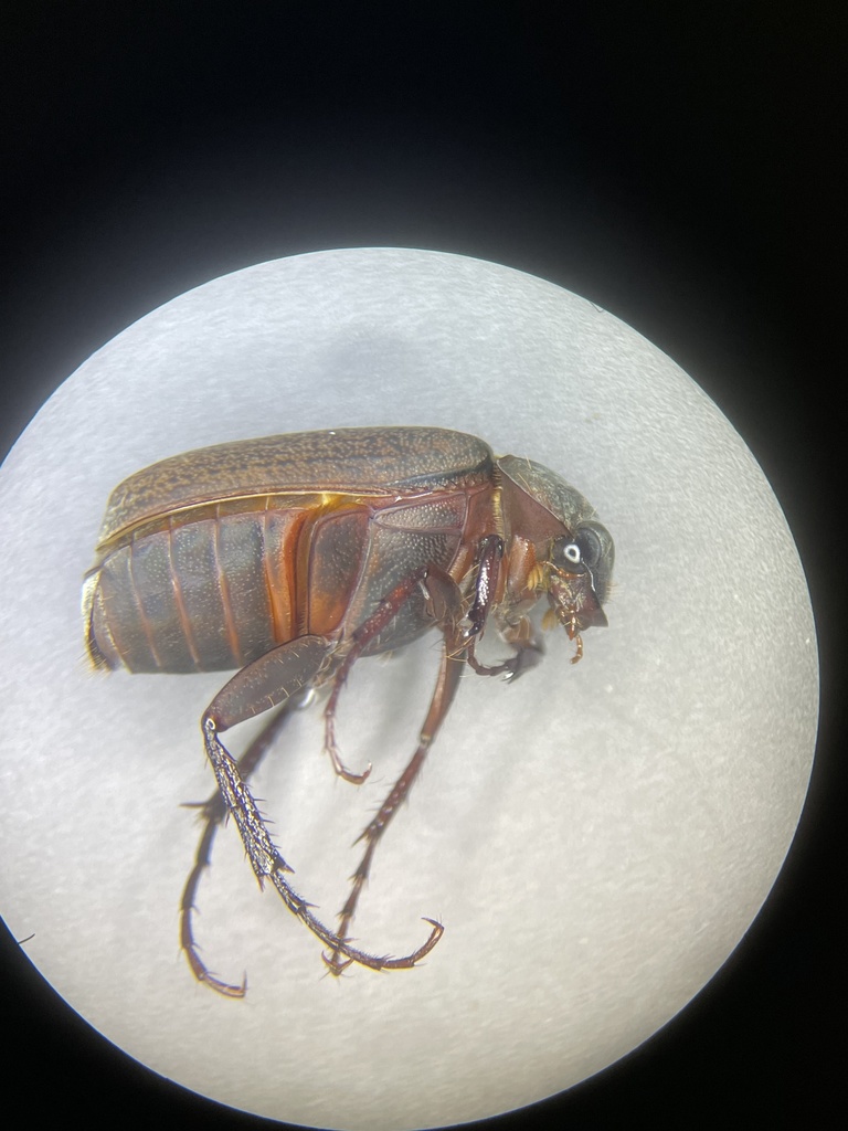 June Beetles from Mary Cairncross Scenic Reserve, Maleny, QLD, AU on ...