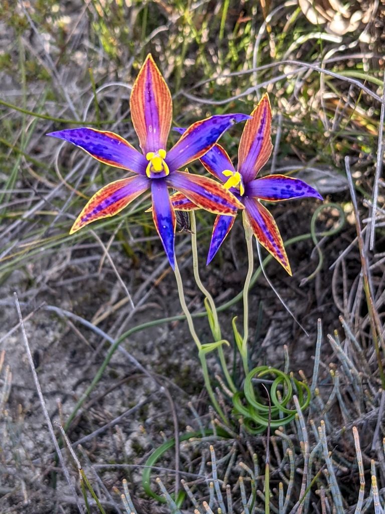 eastern Queen of Sheba in July 2021 by Bronwyn Wells · iNaturalist