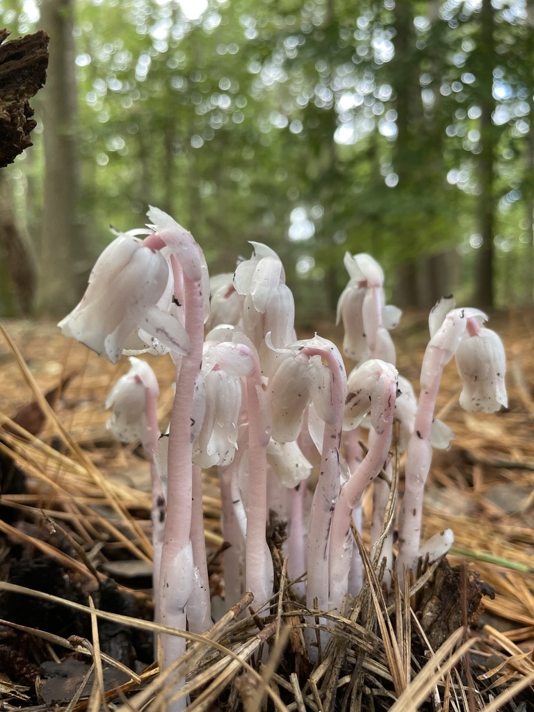 Ghost Pipe from I-64 E, Hampton, VA, US on October 13, 2021 at 07:46 AM ...