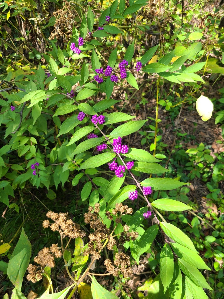 American beautyberry from St. Louis city County, US-MO, US on October ...