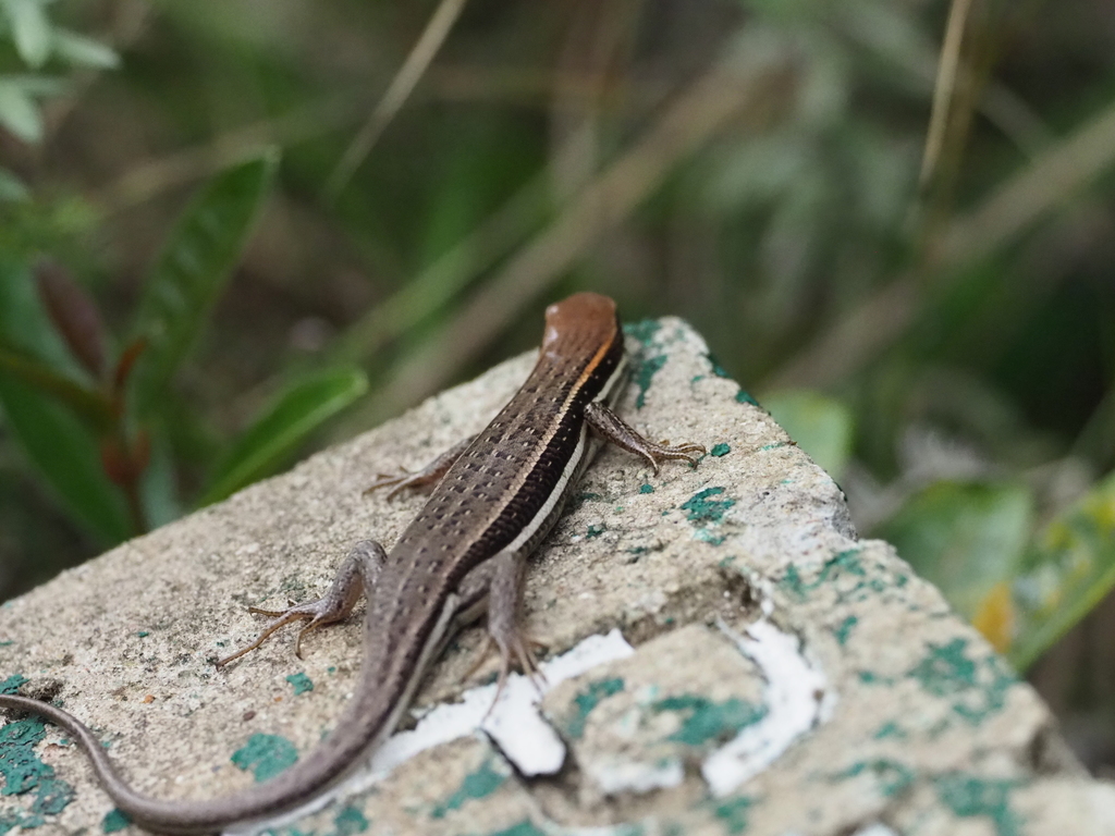 Elegant Mabuya from Madagascar on November 24, 2018 at 04:09 PM by ...