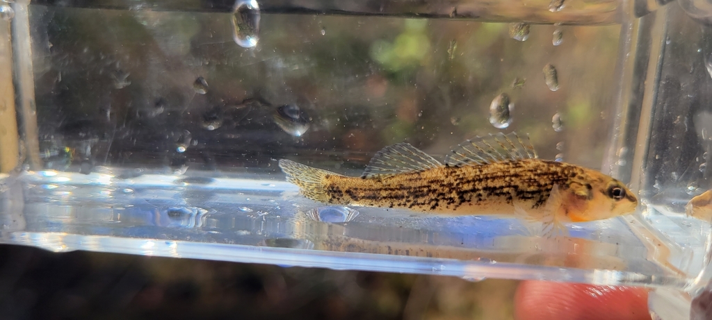 Current Darter from Pike Township, MO, USA on October 30, 2021 at 02:09 ...