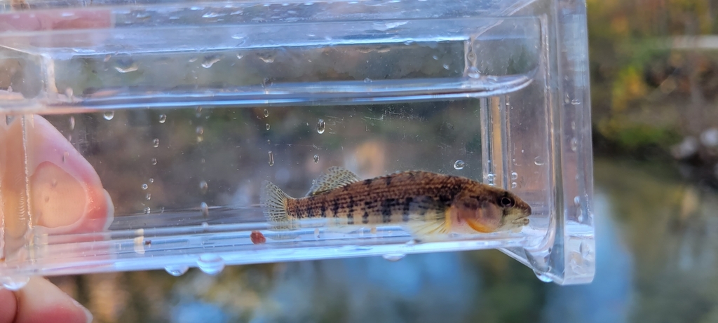 Current Darter from Pike Township, MO, USA on October 30, 2021 at 04:06 ...