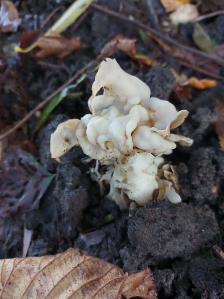 White Saddle from 9600 Ronse, België on November 02, 2021 at 02:02 PM ...