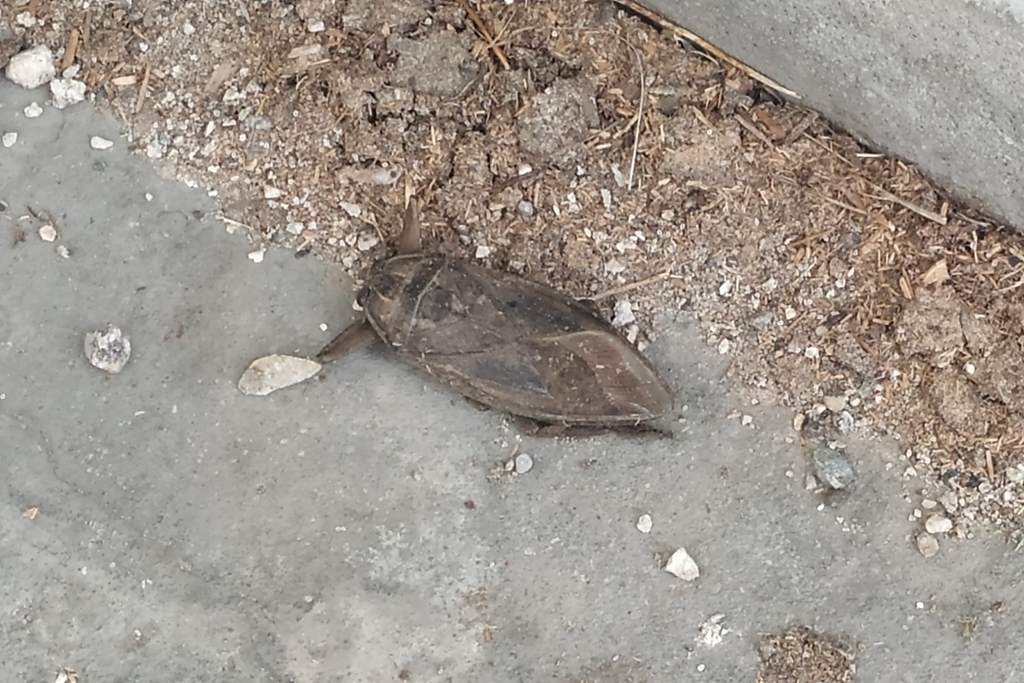 Indo-East Mediterranean Giant Water Bug from Unnamed Road, Δήμος ...