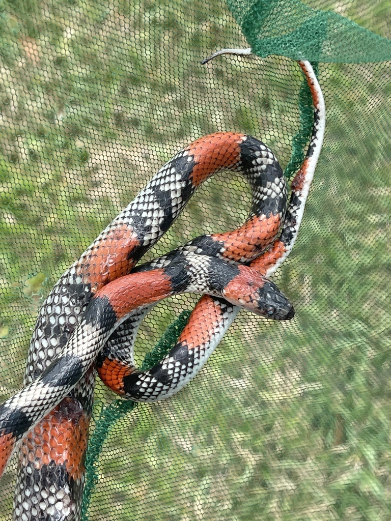 Brazilian False Coral Snake from Mata de São João, BA, BR on November 2 ...