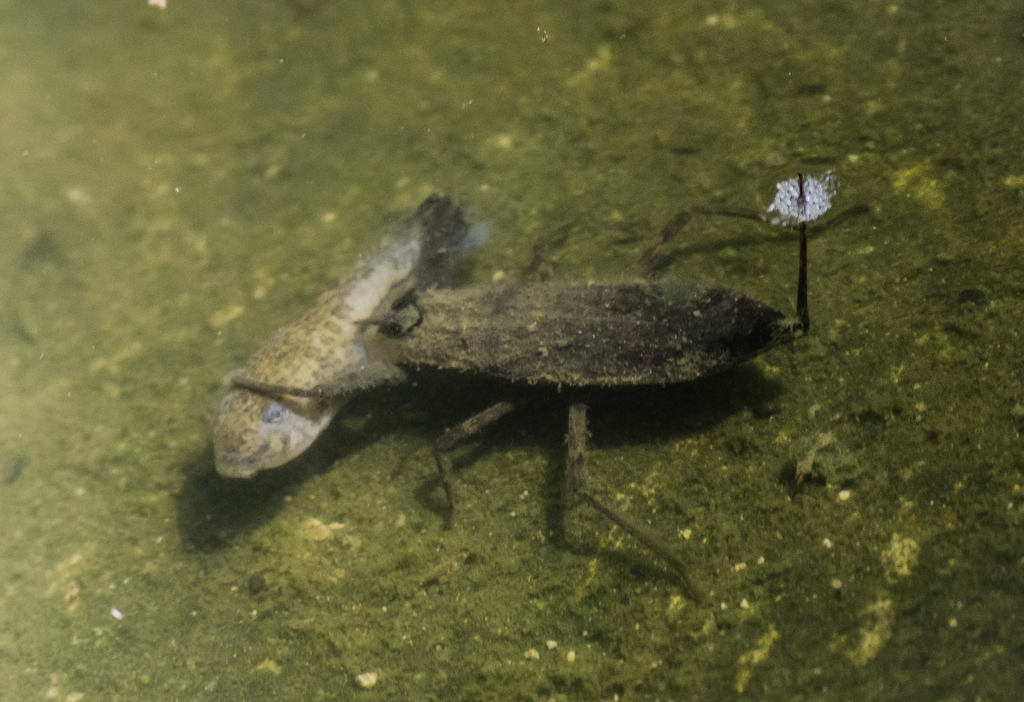 Laccotrephes from Bohol, Philippines on May 24, 2018 at 08:33 PM by ...