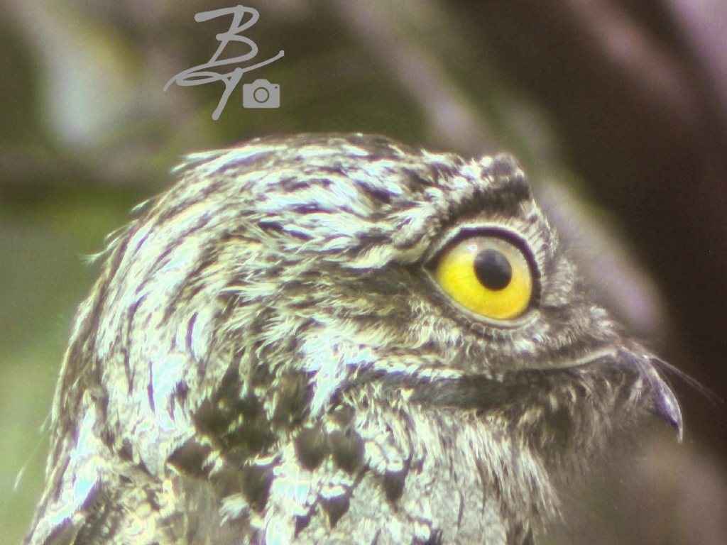 Common Potoo from Santa Fe, Panama on November 2, 2021 by Benjamin ...