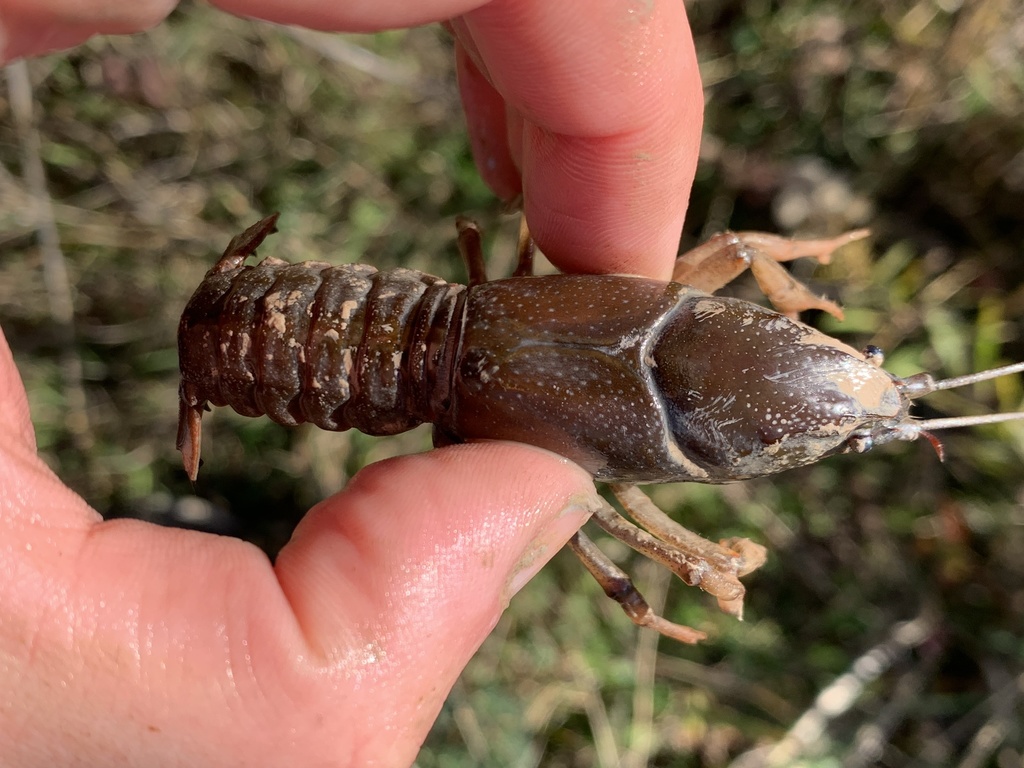 Great Plains Mudbug in November 2021 by Tristan Knight · iNaturalist