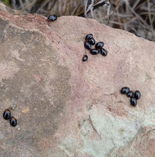 Hyperaspis hoffmannseggi · iNaturalist