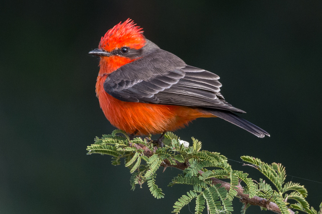 Mosquero cardenal desde Parque Tangamanga I, San Luis, S.L.P., Mexico ...