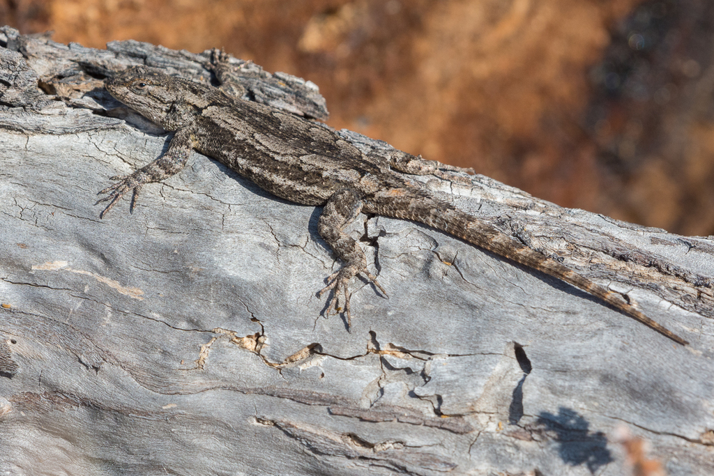 Graphic Spiny Lizard from Parque Tangamanga I, San Luis, S.L.P., Mexico ...