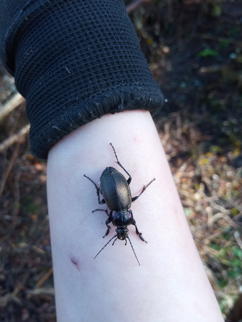 Bronze Ground Beetle from Ryton-on-Dunsmore, Coventry CV8 3EN, UK on 02 ...