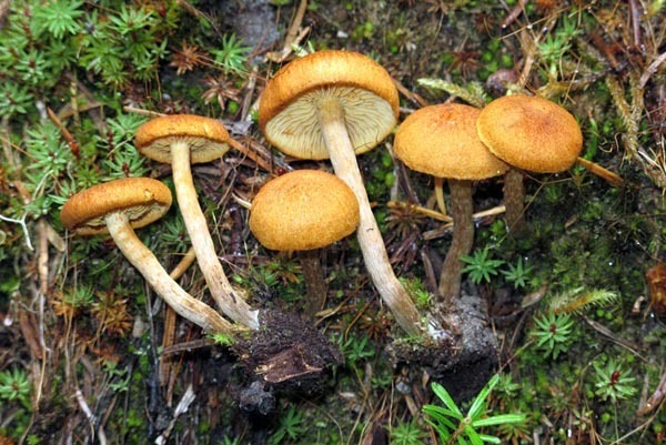 Scaly Rustgill from Kenai Peninsula Borough, AK, USA on September 01 ...