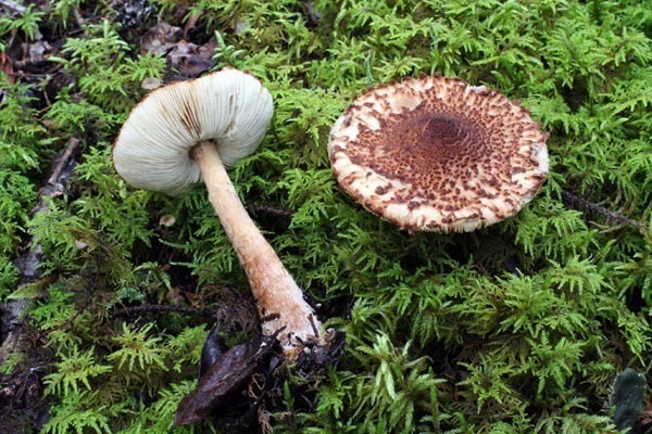 Lepiota cortinarius from Hillside Park, Anchorage, AK, USA on September ...