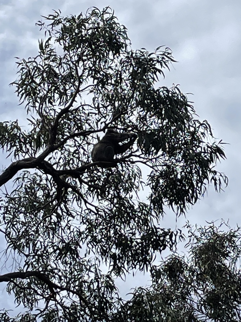 Koala in November 2021 by Andrea Dunkley · iNaturalist
