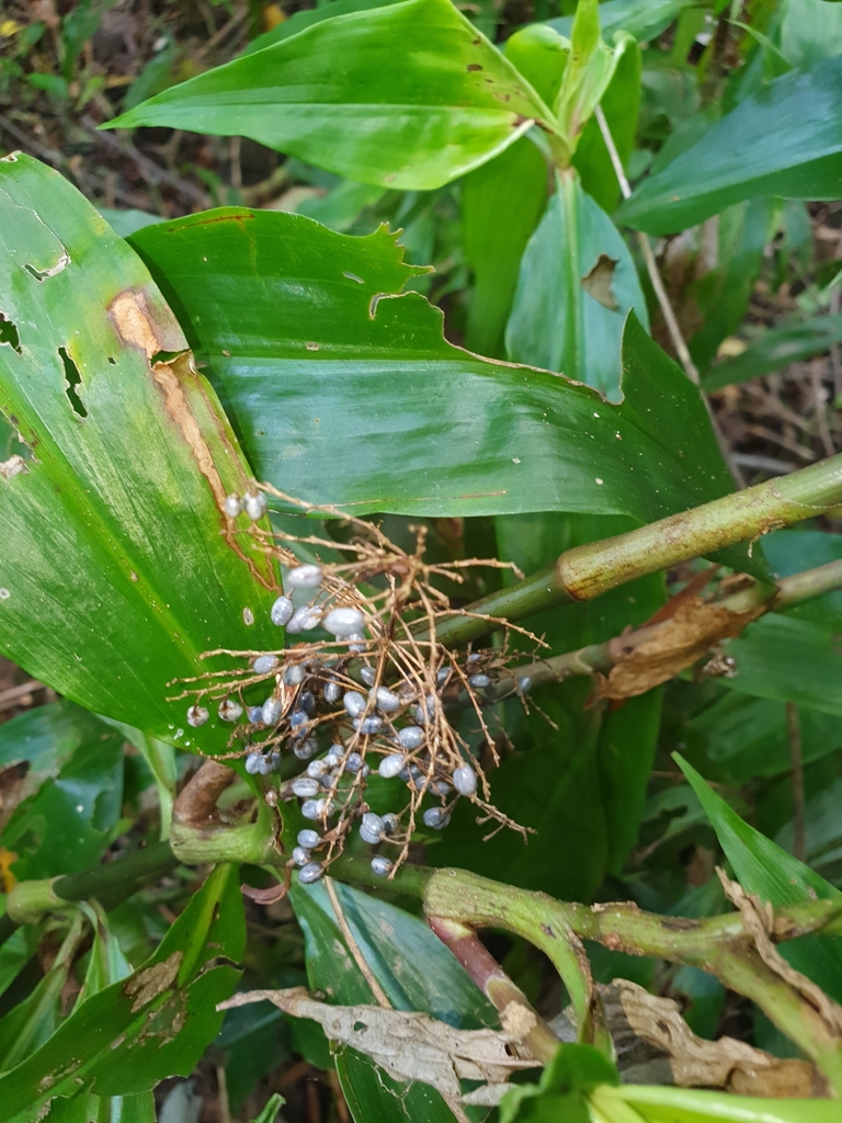 Pollia macrophylla from Coffs Harbour NSW 2450, Australia on November 3 ...