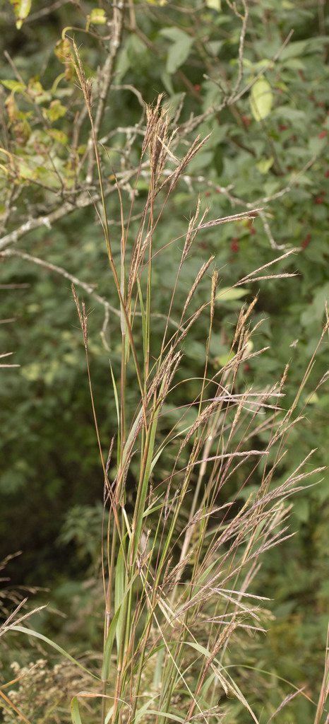 big bluestem from Will County, IL, USA on October 10, 2021 at 12:41 PM ...
