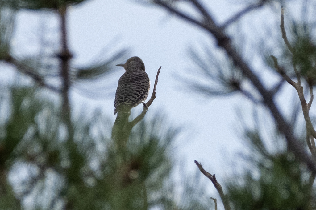 Northern Flicker from West Colorado Springs, Colorado Springs, CO, US ...