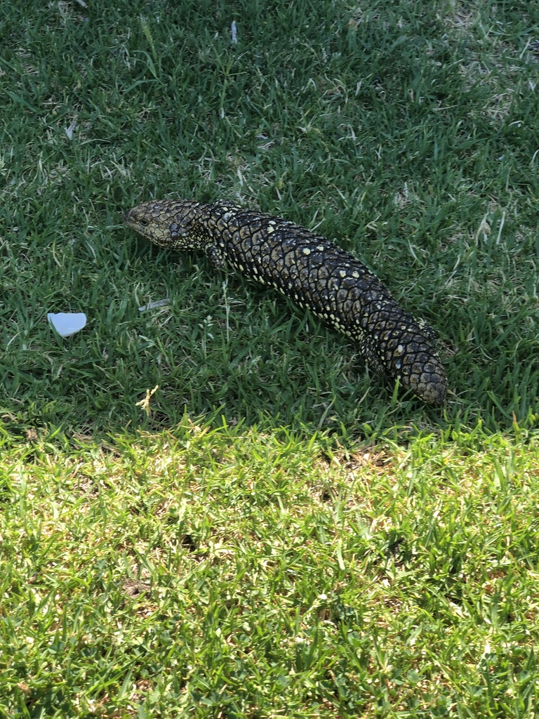 Eastern Shingleback Lizard from Signal Station Reserve, Semaphore, SA ...