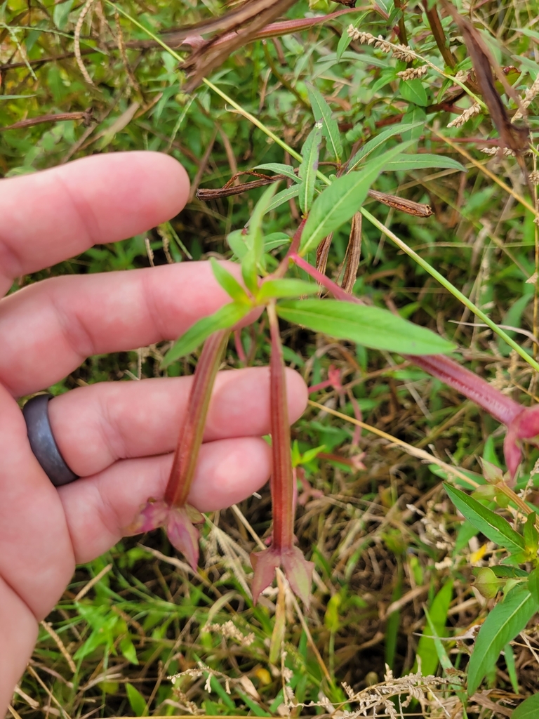 Angle-stem Primrose-willow from Houston, TX 77062, USA on October 23 ...
