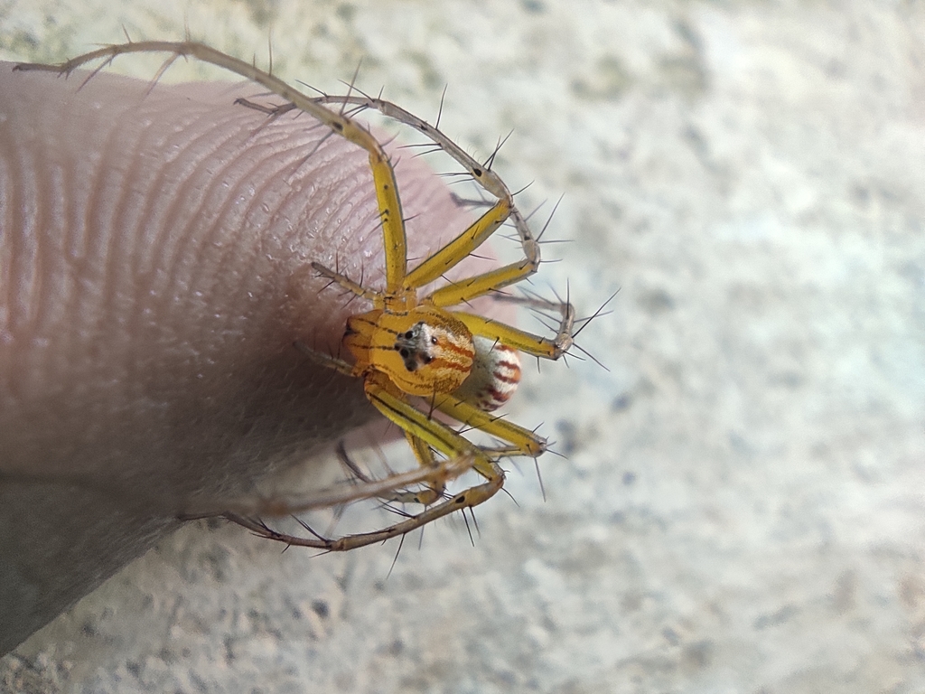 Grass lynx spiders from Kollenttethu, Azhoor, Pathanamthitta, Kerala ...