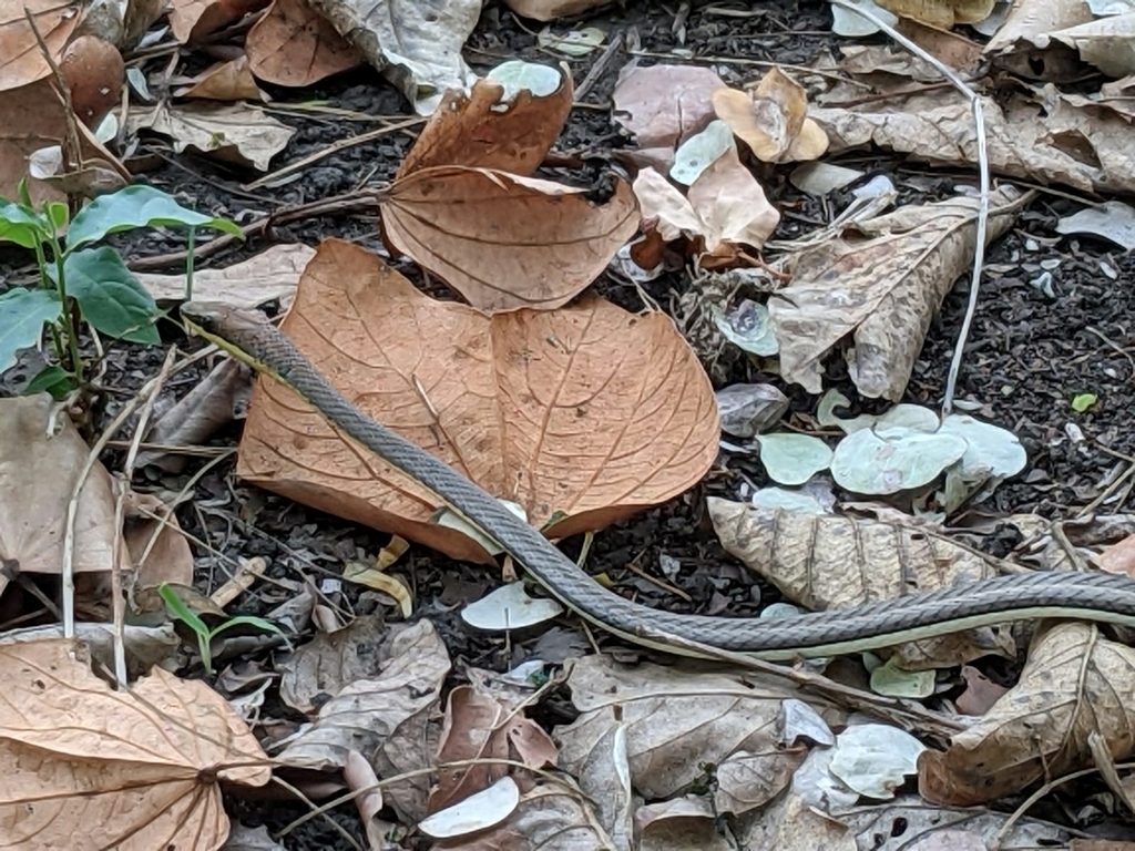 Eastern Stripe-bellied Sand Snake from Gorongosa, Mozambique on ...