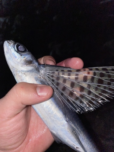 Volador bonito (Cypselurus callopterus)