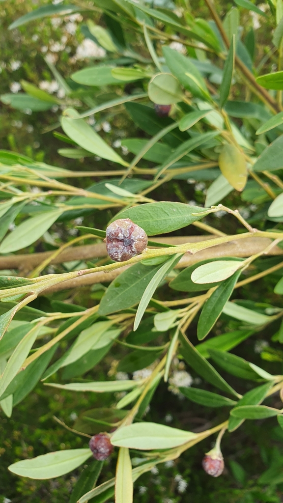 Pinkwood in November 2021 by Dan · iNaturalist