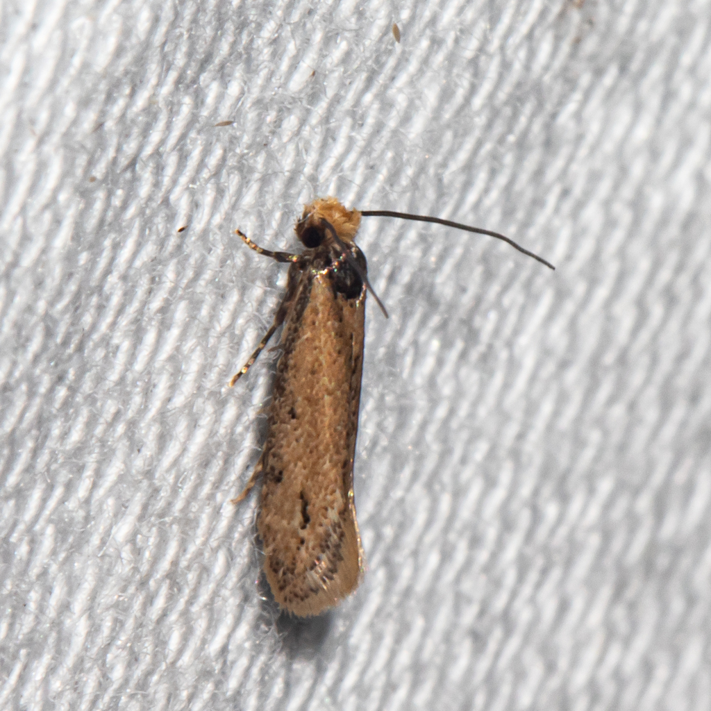 Curved-lined Homostinea Moth from Patuxent Research Refuge, Anne ...