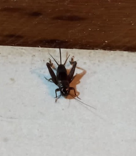 True Crickets and Allies from Morona, Morona Santiago, EC on November ...