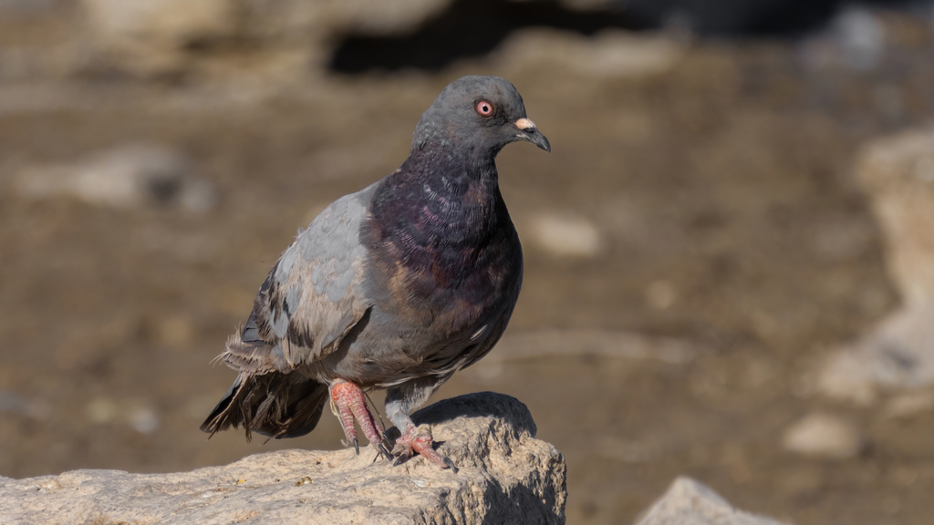 Rock Pigeon from Westside Development, Tucson, AZ, USA on October 30 ...