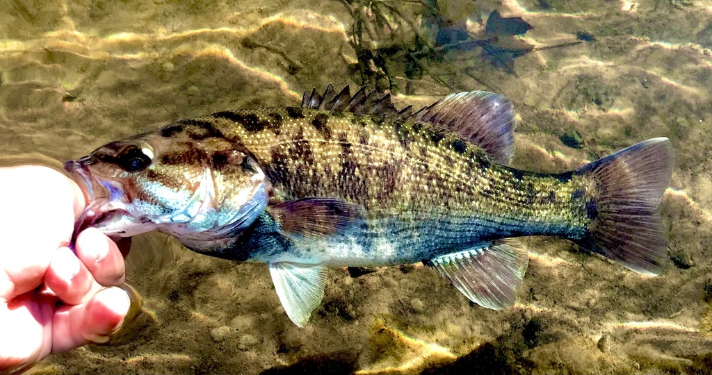 Cahaba Bass in November 2021 by rcraft · iNaturalist