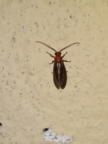 Género Indosialis · iNaturalist Mexico