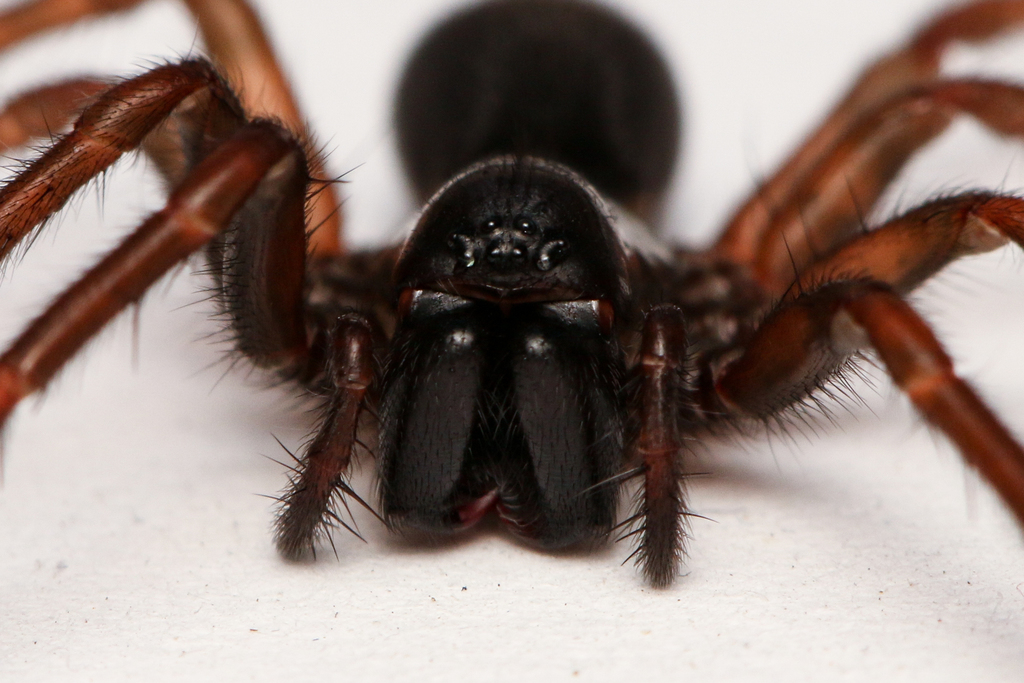 Ground-Living Spider from 4180 Sorø, Danmark on September 25, 2021 at ...