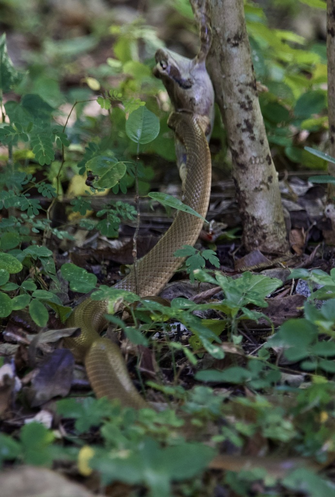 Conophis lineatus concolor from Earth Connection Center on October 12 ...