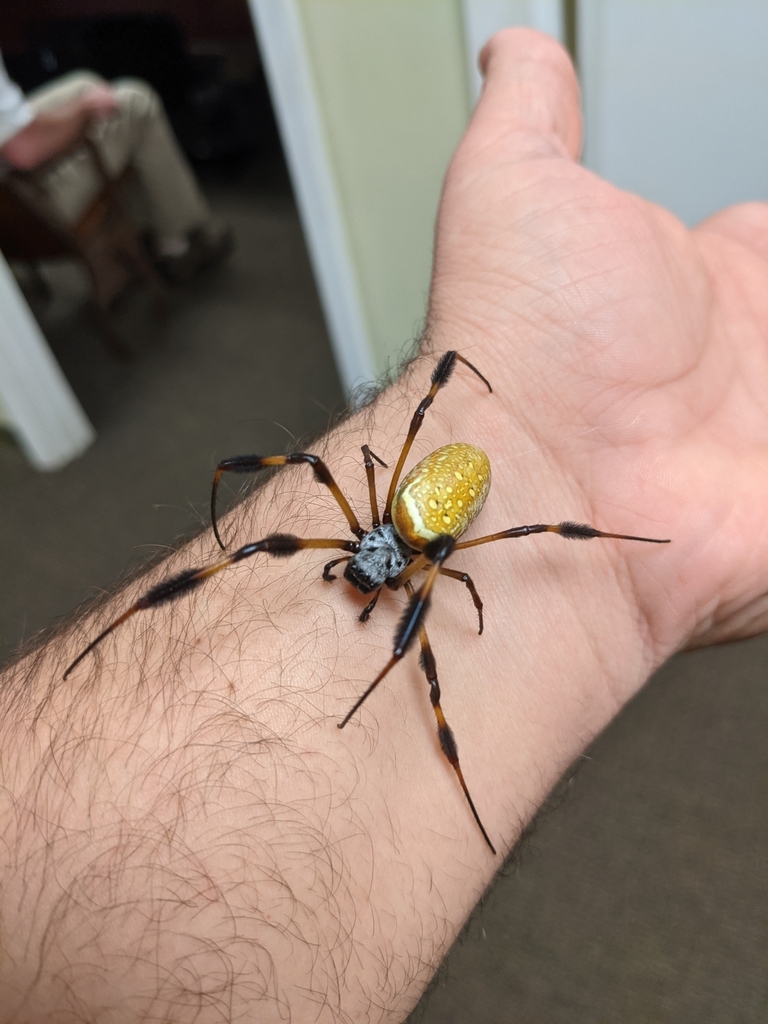 Golden Silk Spider from Greenville, SC 29607, USA on November 3, 2021 ...
