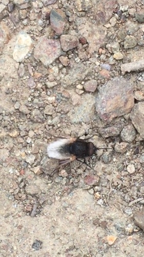 Lordotus apiculus · iNaturalist