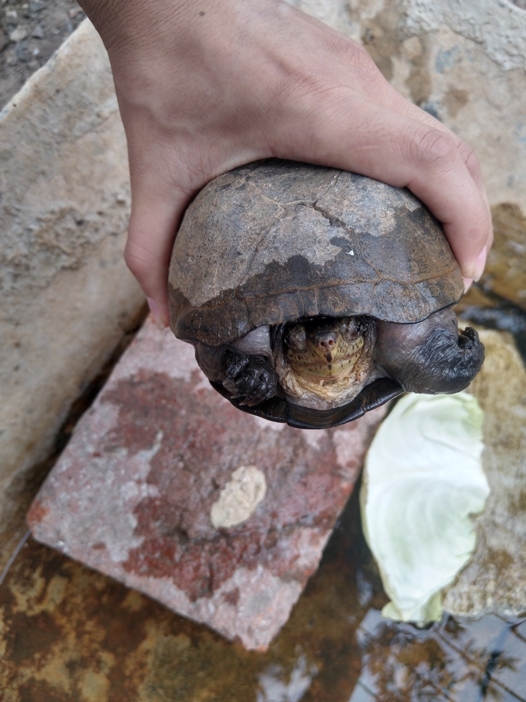 Mexican Mud Turtle from La Barca, Jal., México on November 3, 2021 at ...