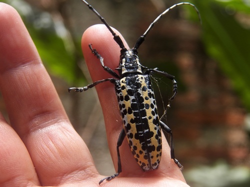 Deliathis flavis · iNaturalist