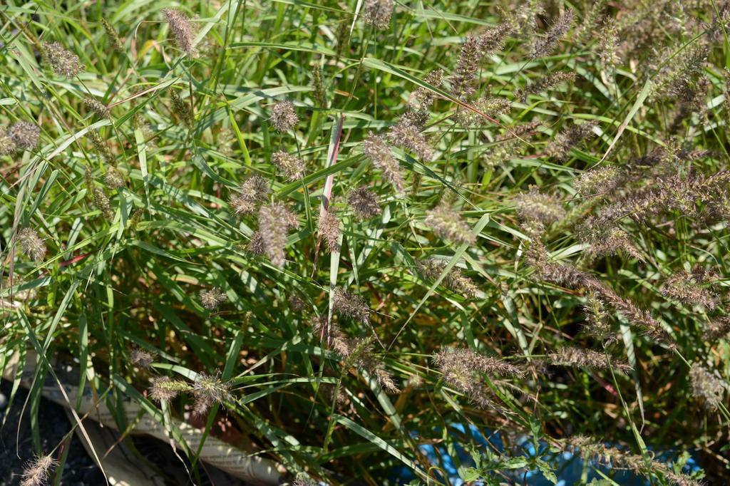 pasto buffel desde Monterrey, Nuevo Leon, México el 28 de marzo de 2015 ...