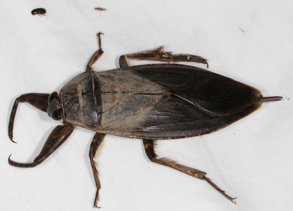 American Giant Water Bug from Cecil County, MD, USA on August 25, 2021 ...