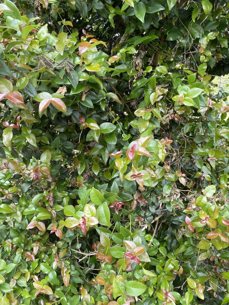 Surinam Cherry from Tomkinsons Road, Cootharaba, QLD, AU on November 04 ...