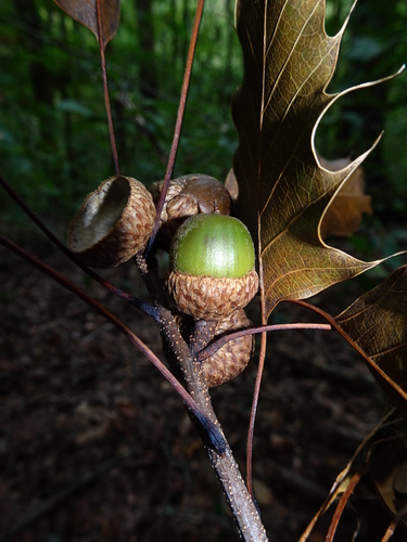 Encino (Quercus skinneri)
